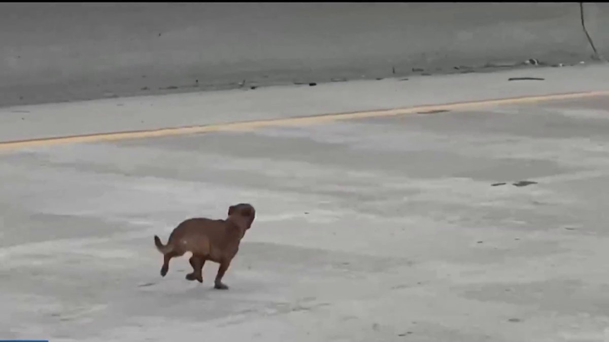 Dog returns home after being rescued from I-5 freeway – NBC 7 San Diego