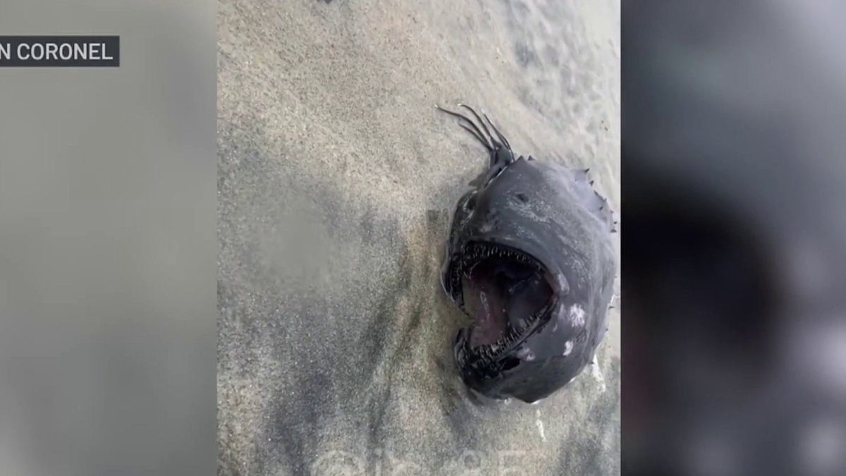 Rare deep sea fish found on Carlsbad beach – NBC 7 San Diego