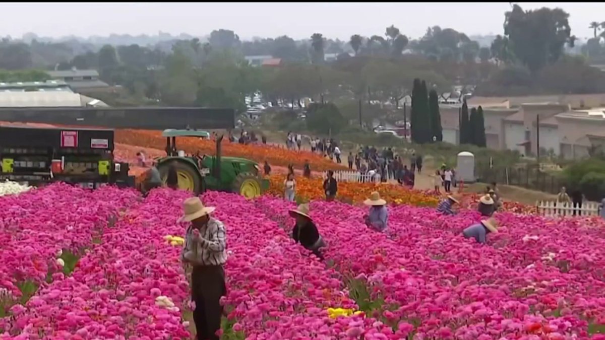 The Flower Fields in Carlsbad opening soon for Spring season – NBC 7 ...