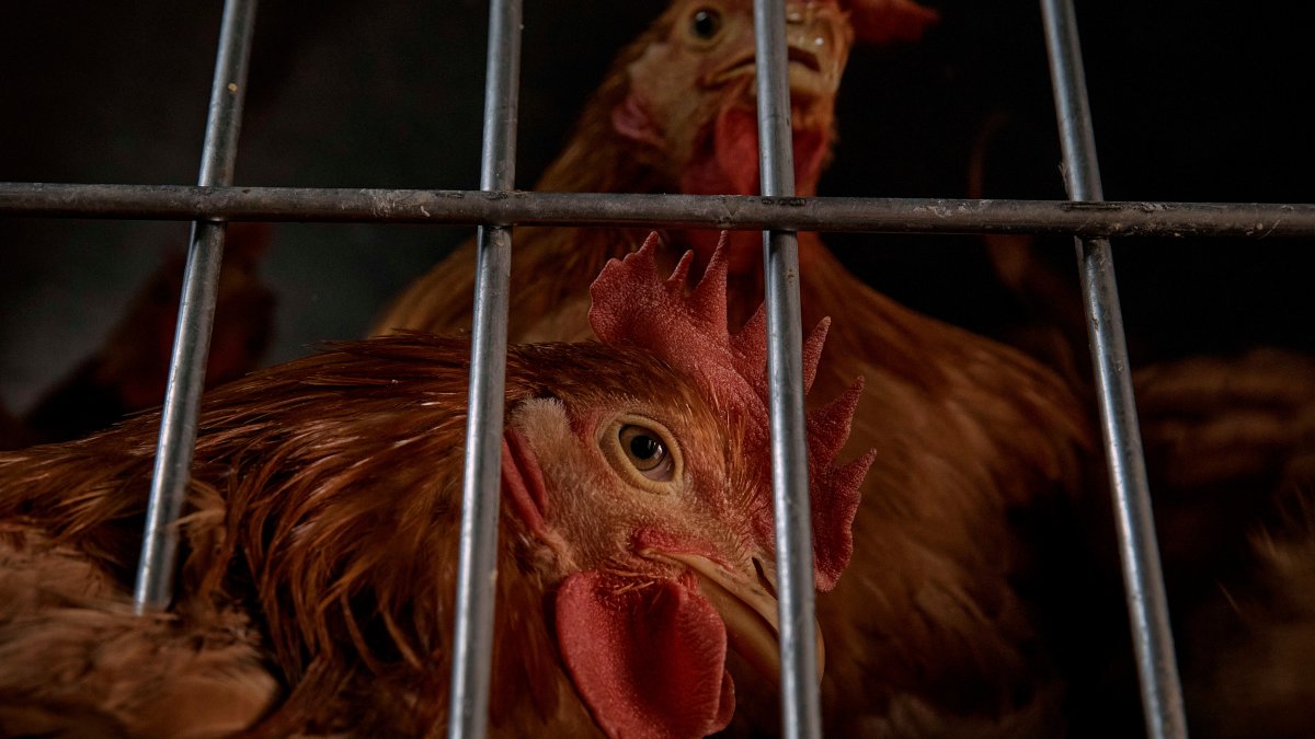 USDA says it accidentally fired officials working on bird flu and is ...