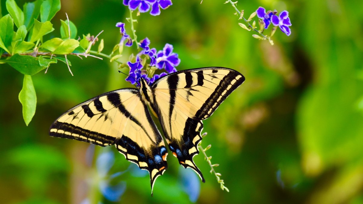 A new Flower Fields attraction will flutter with butterflies – NBC 7 ...