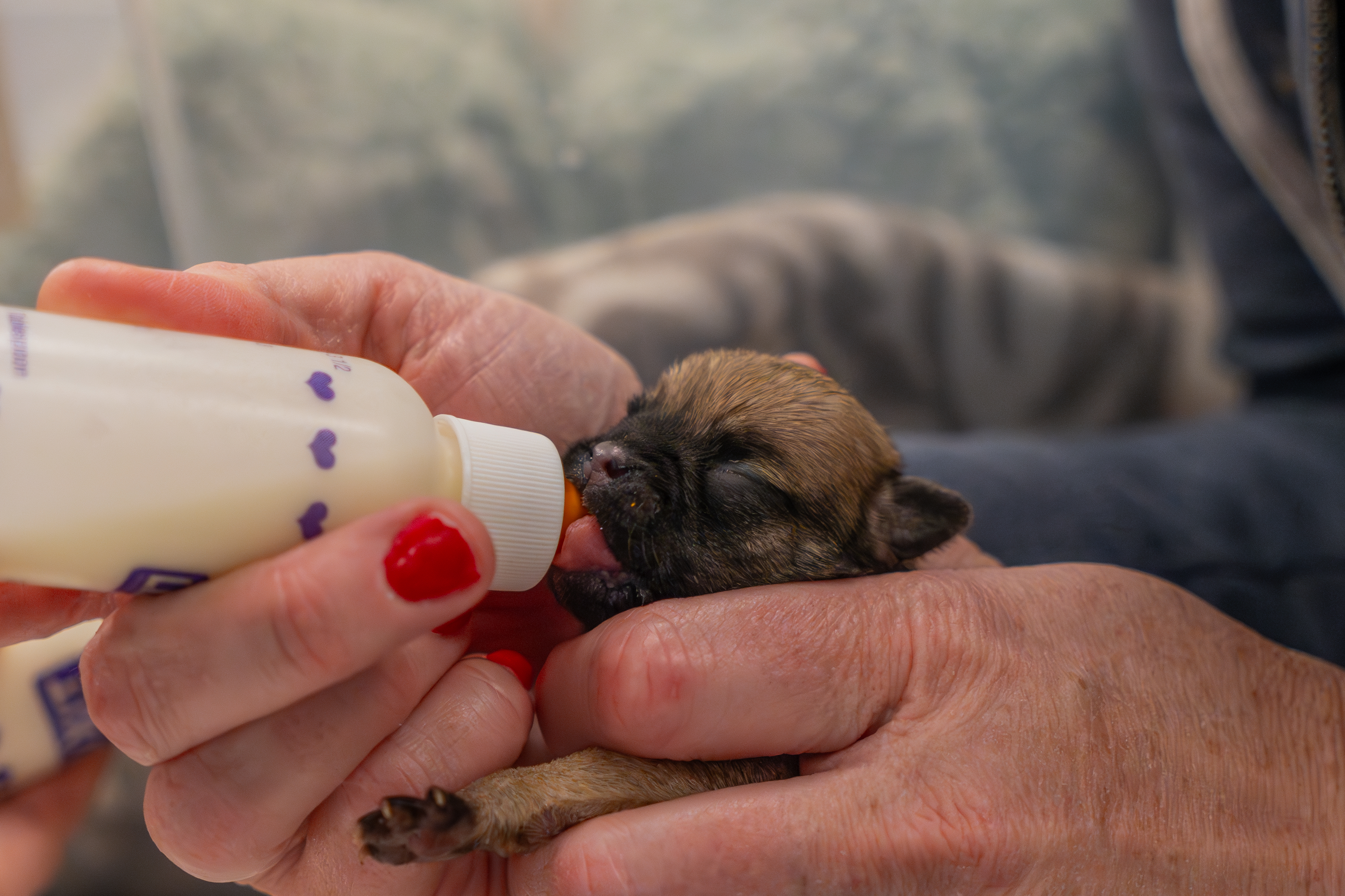Eight pug puppies found in Lemon Grove Dumpster – NBC 7 San Diego