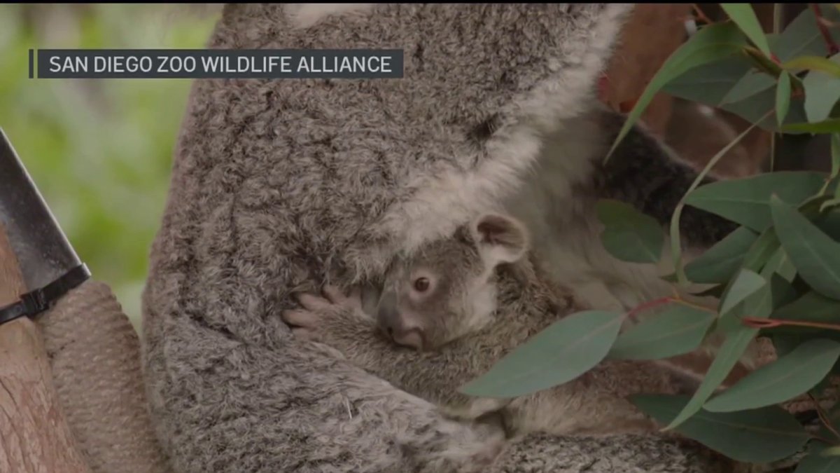 Koala joey born at San Diego Zoo – NBC 7 San Diego