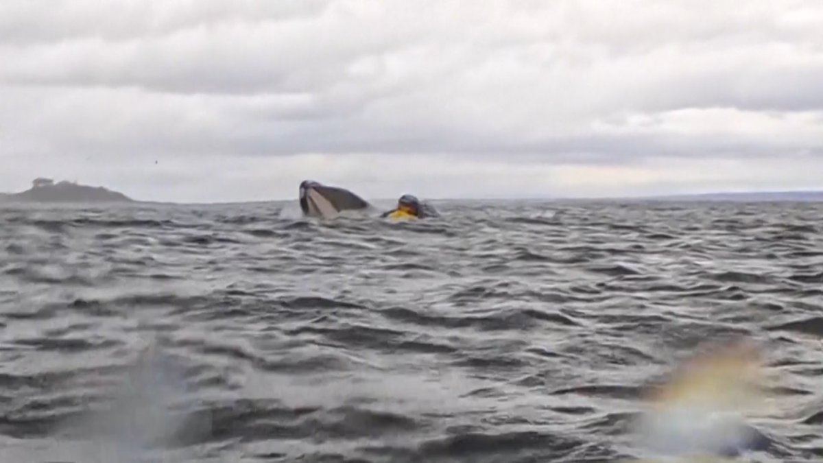 Humpback whale briefly swallows kayaker in Chilean Patagonia – NBC 7 ...