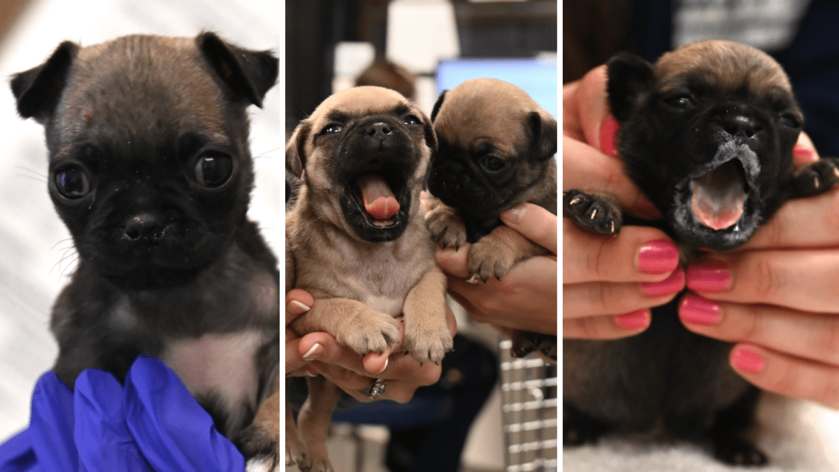 Eight pug puppies found in Lemon Grove Dumpster – NBC 7 San Diego