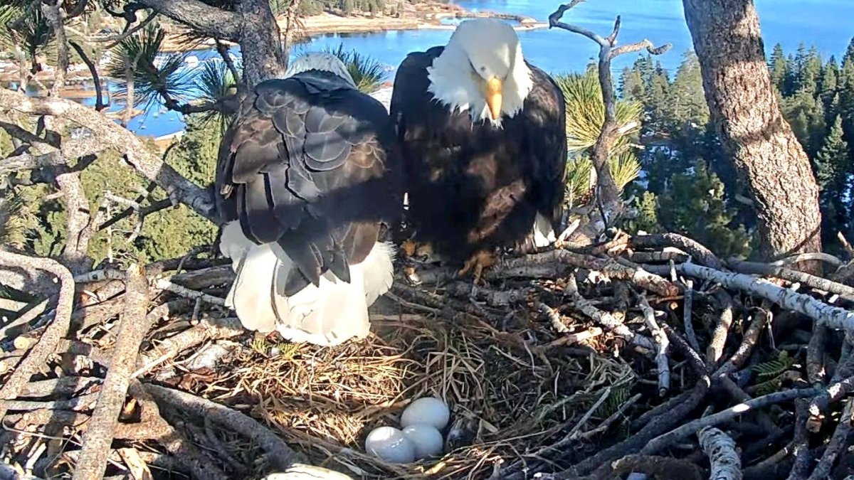 ‘Pip Watch 2025’ will soon begin at the Big Bear bald eagle nest – NBC ...