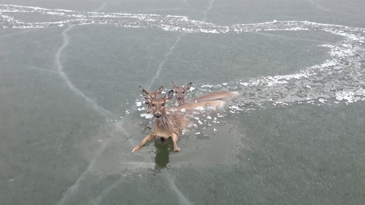 Drone helps save three deer that fell through thin ice at lake – NBC 7 ...