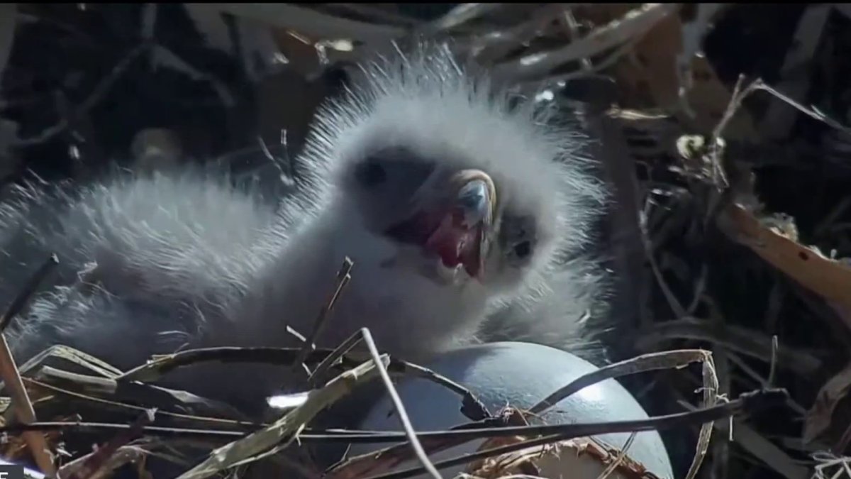 2 eaglets hatch to Big Bear eagles Jackie and Shadow – NBC 7 San Diego