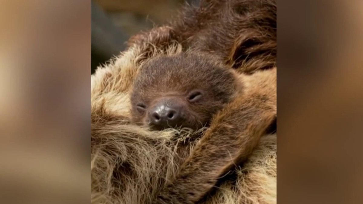 San Diego Zoo welcomes new baby sloth – NBC 7 San Diego