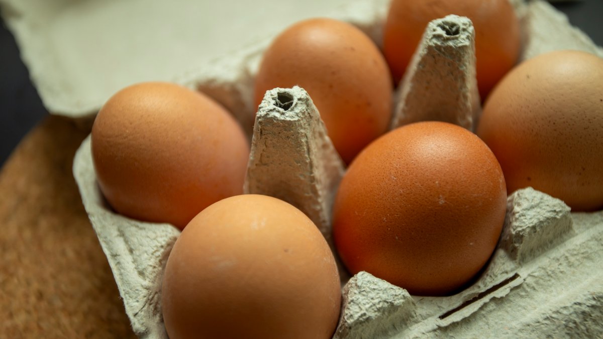 Your questions about bird flu, answered – NBC 7 San Diego