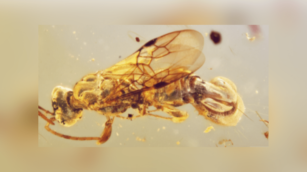 Venus flytrap wasp? Scientists find ancient insect in amber – NBC 7 San ...