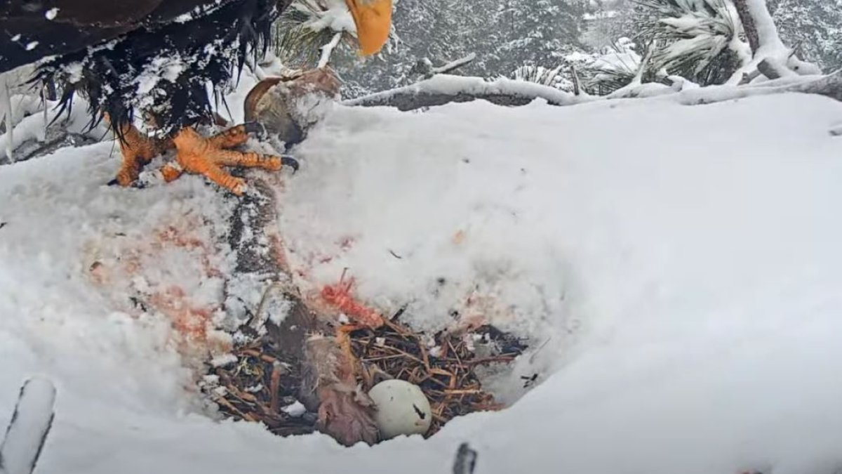 Beloved Big Bear eagles’ third egg appears to have hatched – NBC 7 San ...