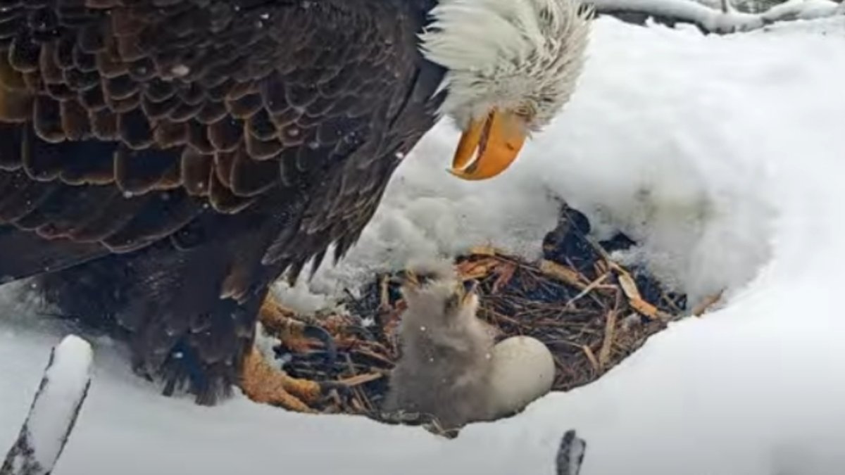 Movement, and a little beak, was seen via the nest-close camera on the ...