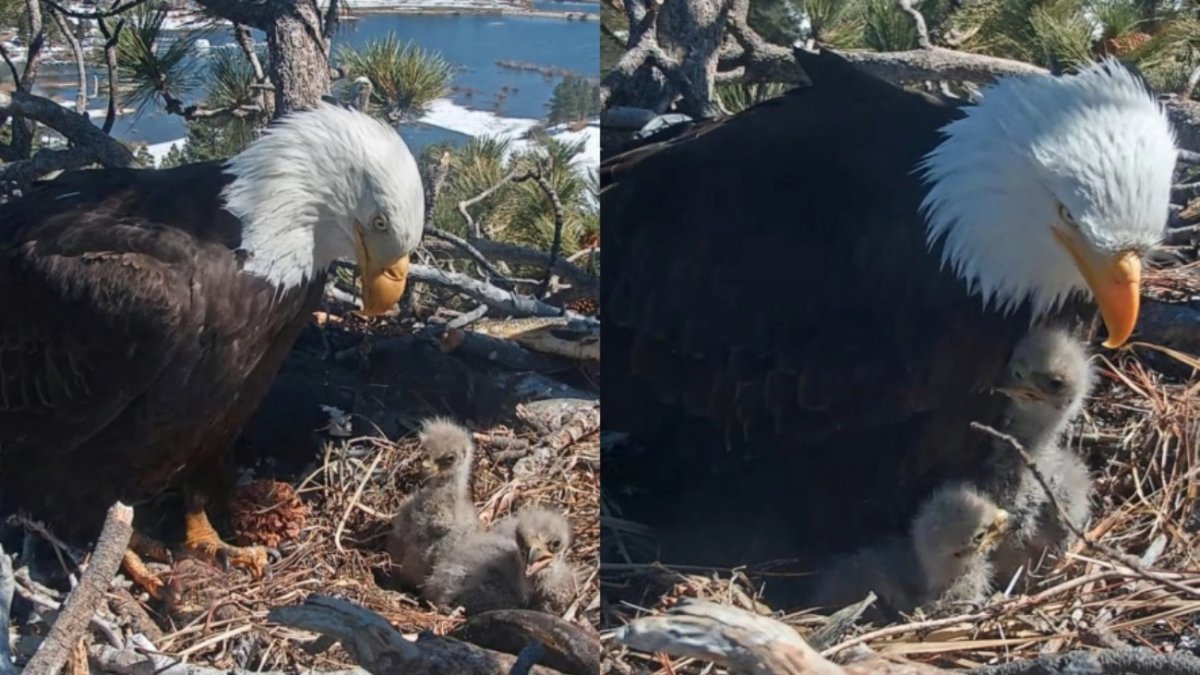 Calling Jackie and Shadow fans: The Chick-Naming Contest is now open ...