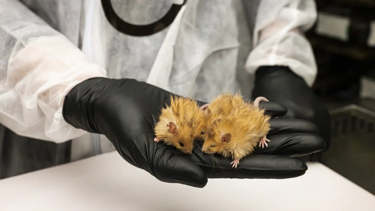 Scientists create mice with hair like the extinct woolly mammoth – NBC ...