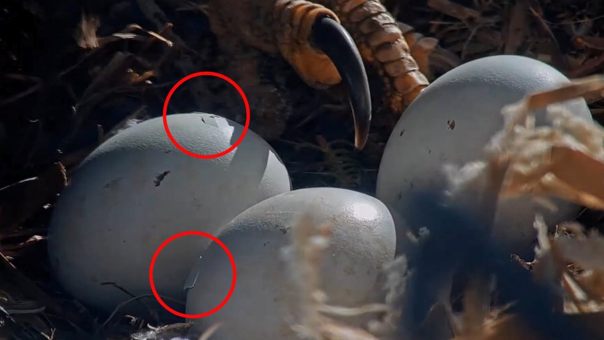 The Big Bear eagles now have two (!) hatching eggs – NBC 7 San Diego