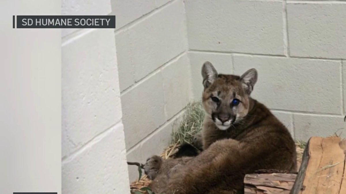 Mountain lion healing at Ramona Wildlife Facility – NBC 7 San Diego