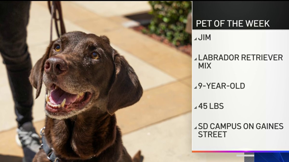 Jim: San Diego Humane Society’s pet of the week – NBC 7 San Diego