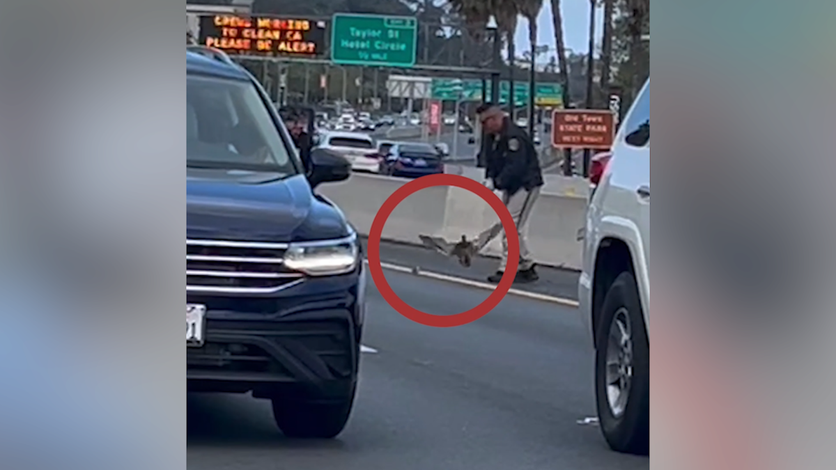 CHP officer stops traffic on I-8 to rescue mama duck and her duckling ...