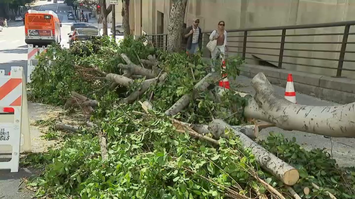 Several trees mysteriously chopped down by vandals in downtown LA – NBC ...