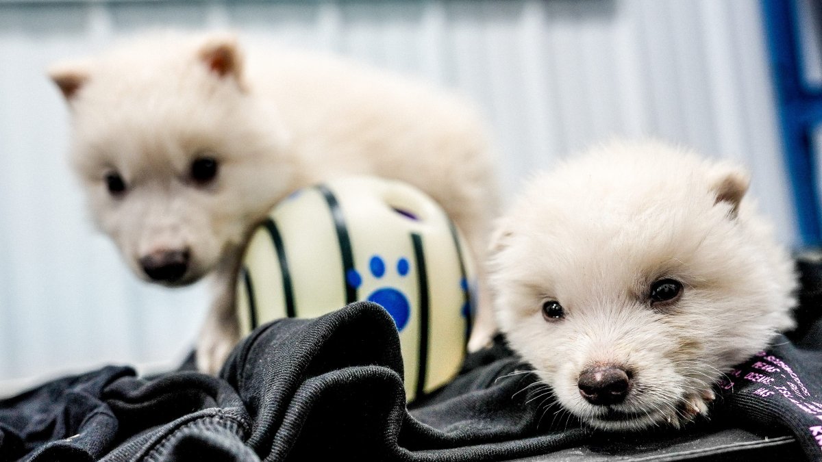 Once-extinct dire wolf brought back to life – NBC 7 San Diego