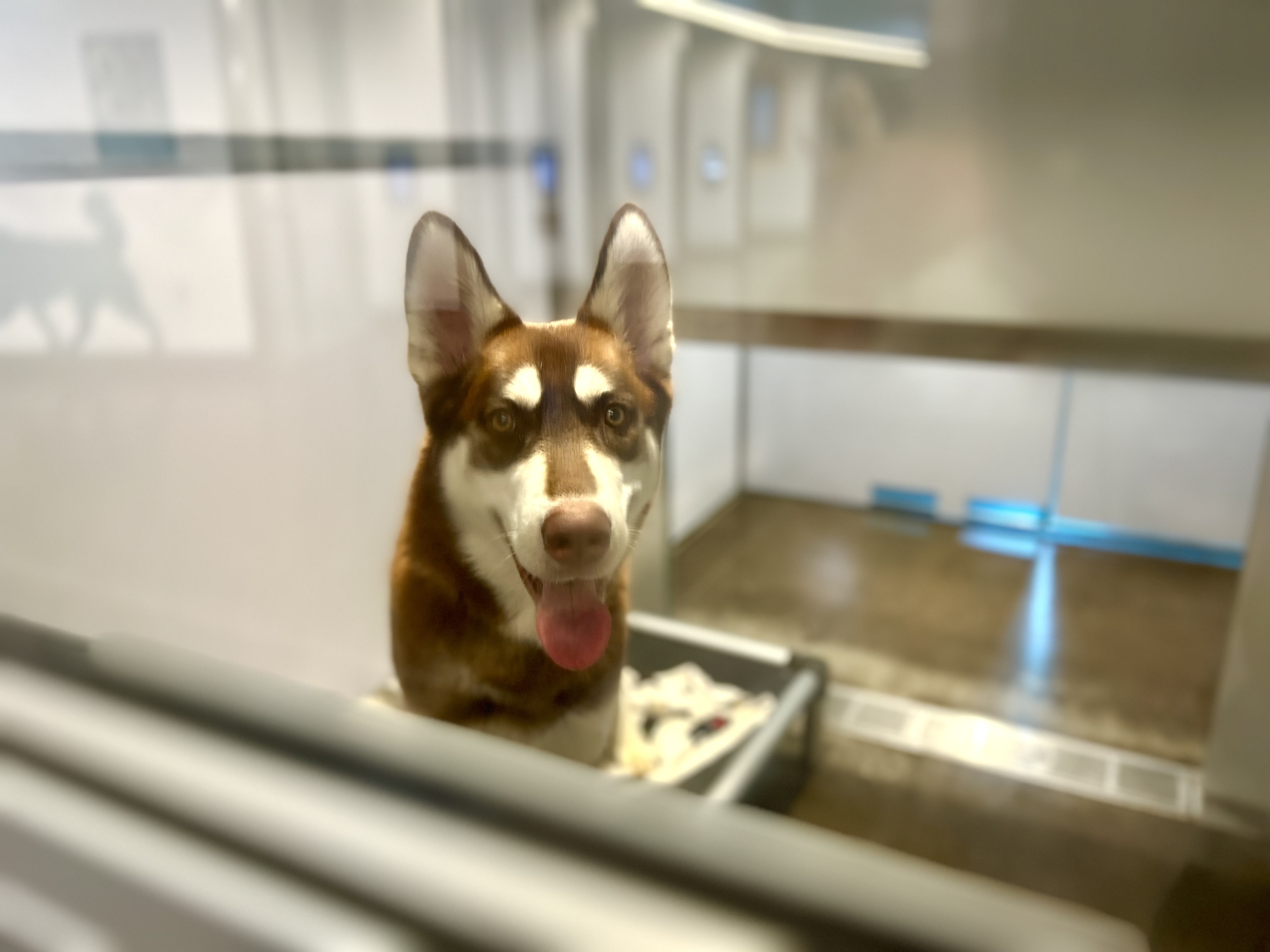 San Diego Humane Society celebrates Summer Pet-tacular theme at 2025 ...