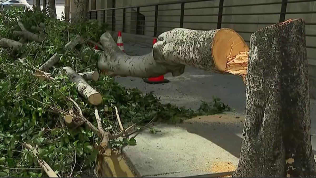 Man suspected of using electric chainsaw to cut down LA trees – NBC 7 ...