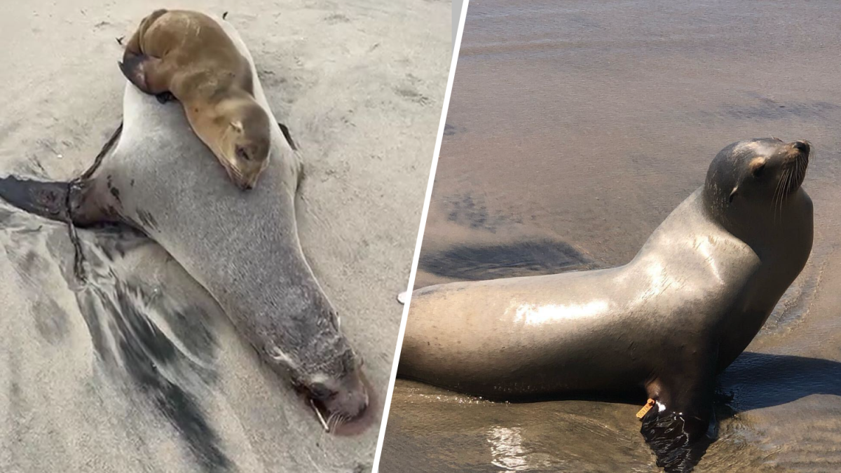 Nearly a dozen sea lions sick or dead in Mexico from toxic-algae bloom ...
