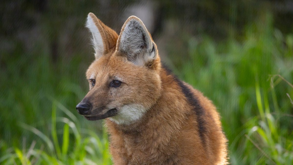San Diego Zoo welcomes 2 maned wolves – NBC 7 San Diego
