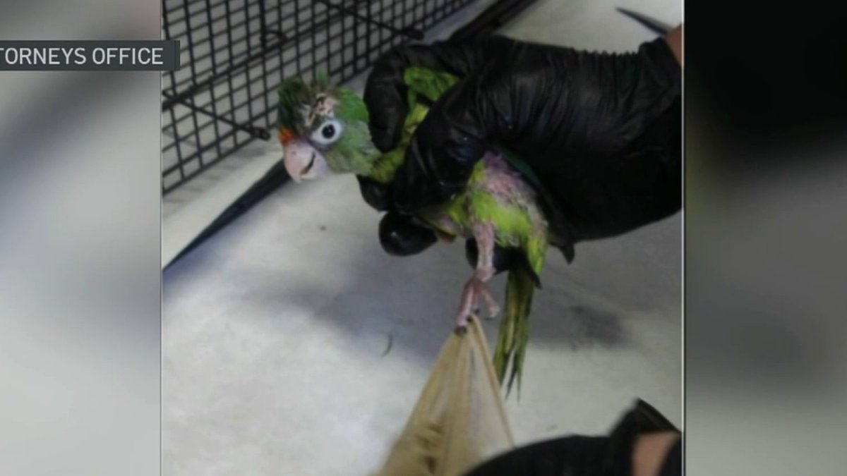 Bird smuggler found with parakeets in his boots at the border: US ...