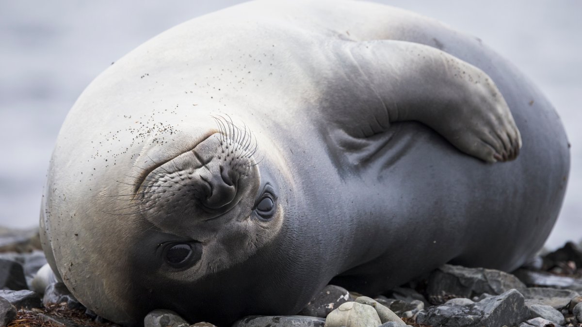 A large elephant seal is found in South African suburb – NBC 7 San Diego