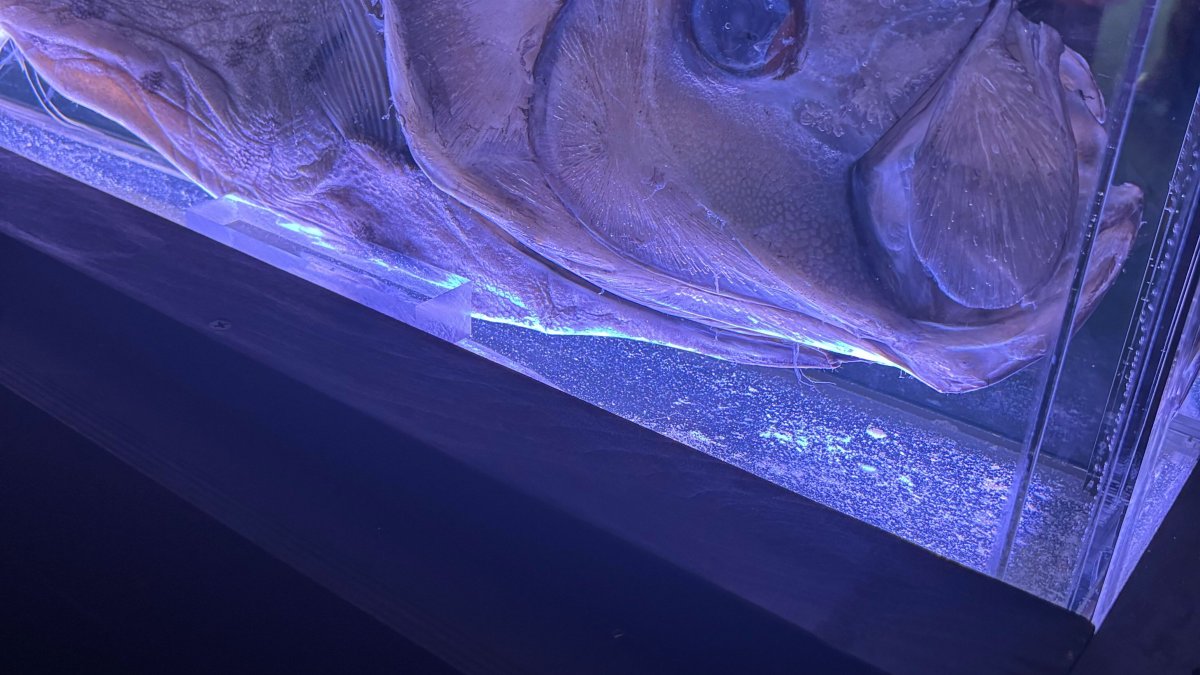 ‘Spooky looking’ rare oarfish that washed up in Encinitas on view at ...