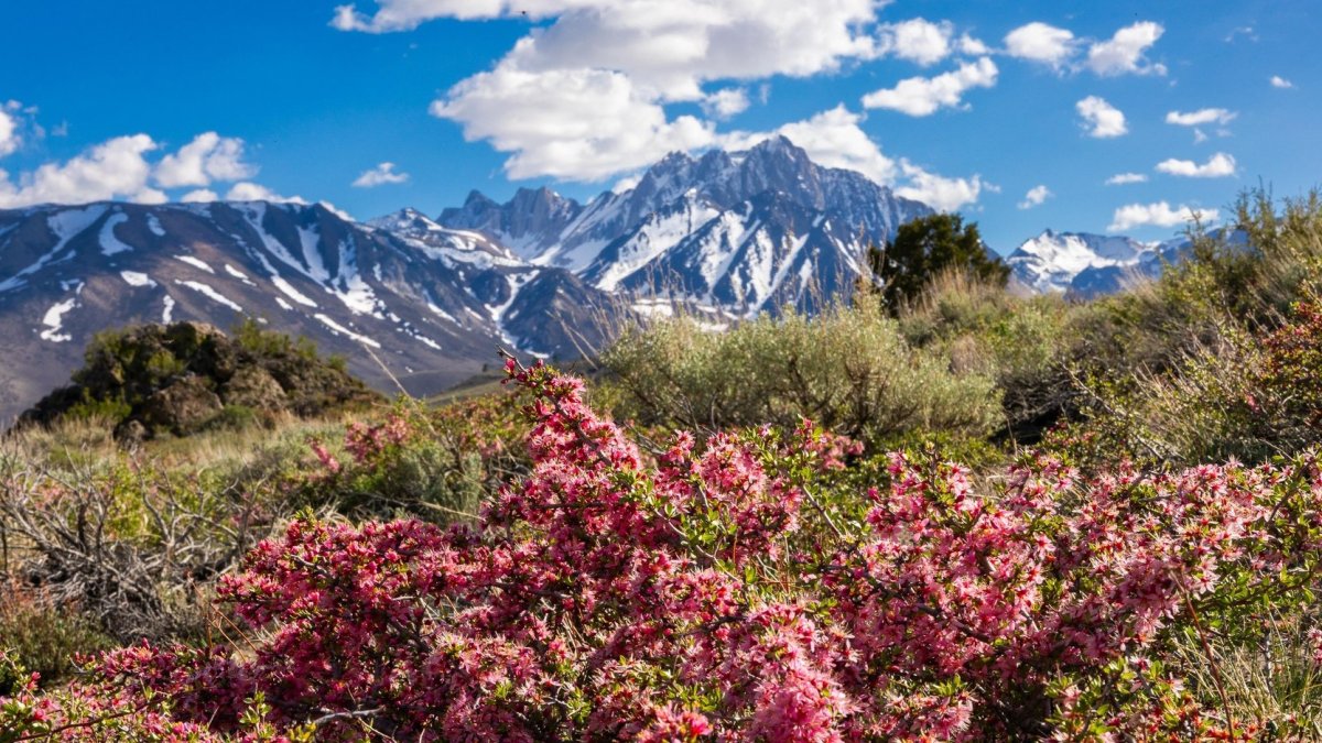 May means wildflowers around Mammoth (waterfalls, too) – NBC 7 San Diego