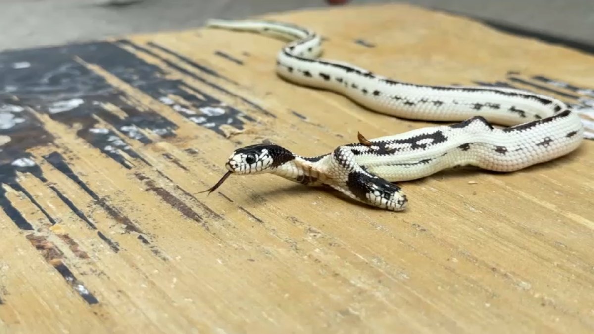 Rare two-headed snake at Berkeley reptile store – NBC 7 San Diego