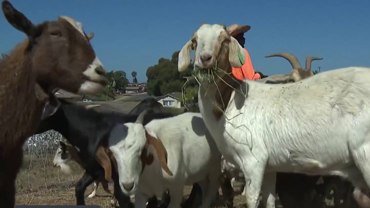 300 grazing goats may be greatest wildfire mitigration of all time ...