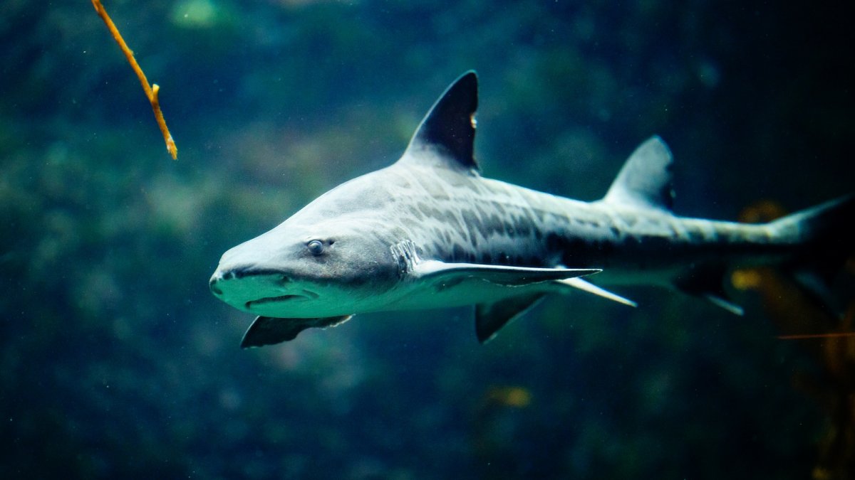It’s a ‘Shark Summer’ at this La Jolla aquarium, with toothy to-dos ...