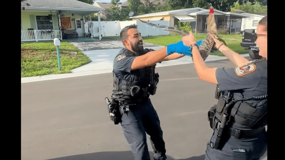 Former New York cop squeals during first Florida gator encounter – NBC ...