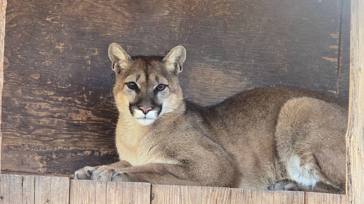 Mountain lion released back to wild after being hit by a car – NBC 7 ...