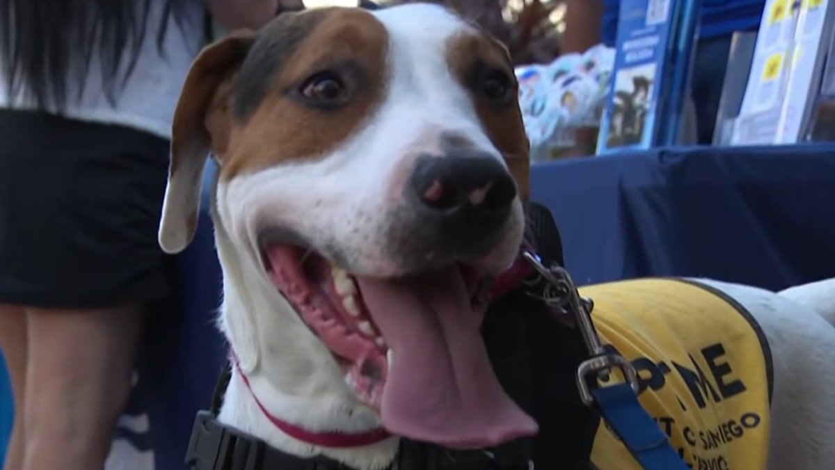 They’re having Dog Gone Fun down in South Bay – NBC 7 San Diego