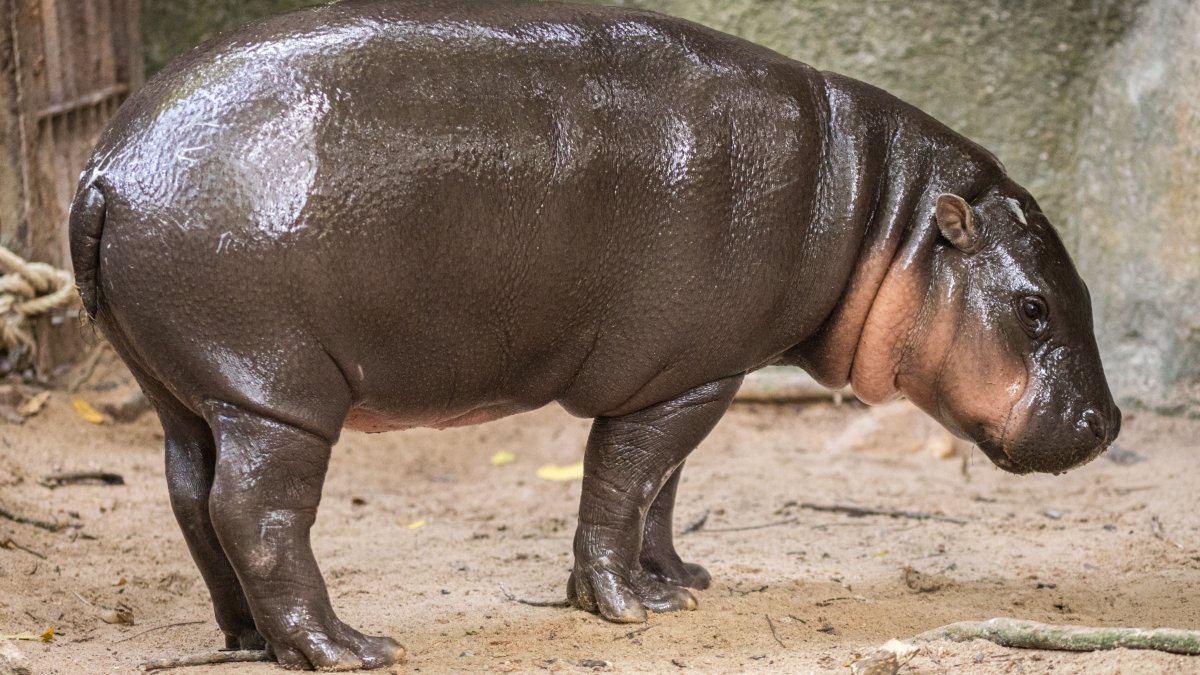 Baby hippo Moo Deng turns 1 with celebration at Thailand zoo – NBC 7 ...