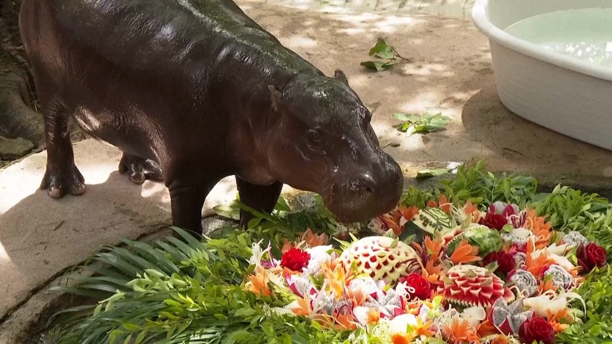 Internet sensation Moo Deng celebrates her first birthday at Thailand ...