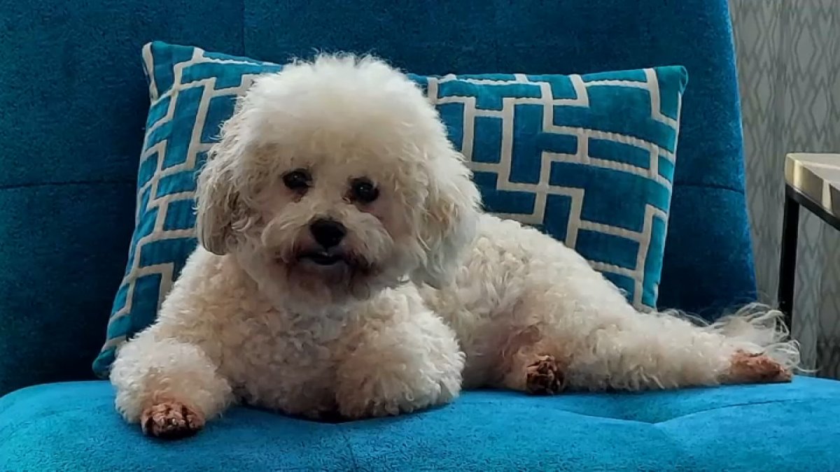 East Bay couple wants service dog returned – NBC 7 San Diego