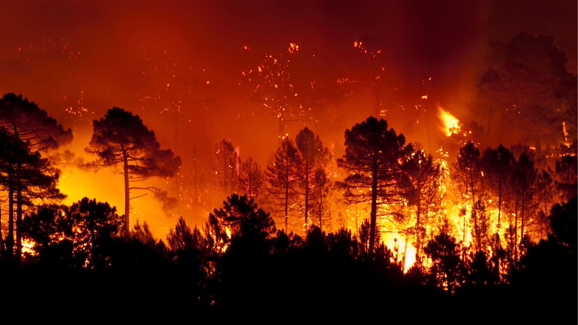 How to build fire resilient homes in California – NBC 7 San Diego