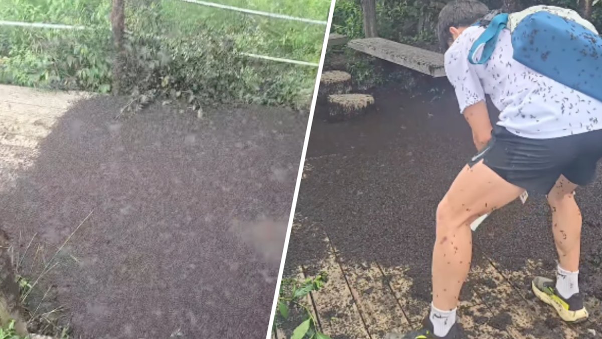 Swarms of ‘lovebugs’ invade South Korea and blanket mountain peak – NBC 7 San Diego