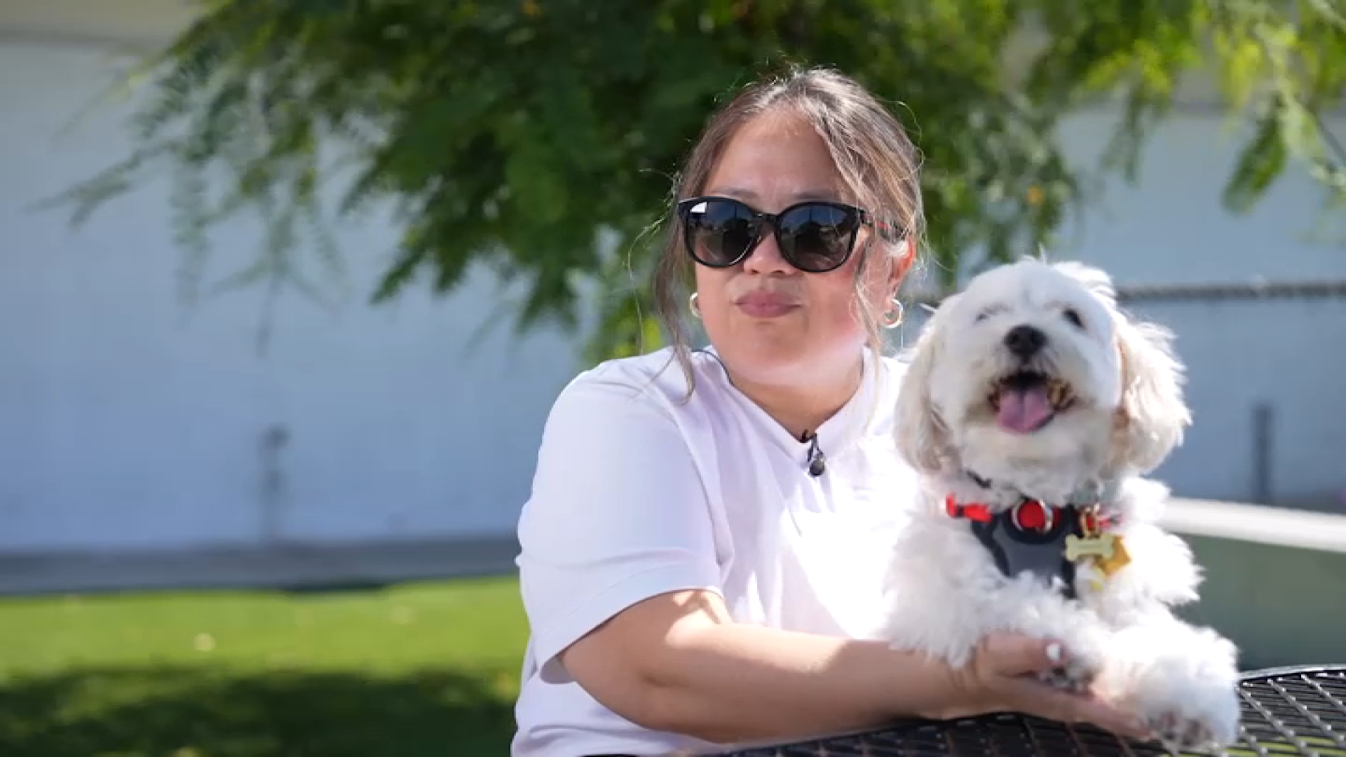 Pet insurance premiums go up significantly – NBC 7 San Diego