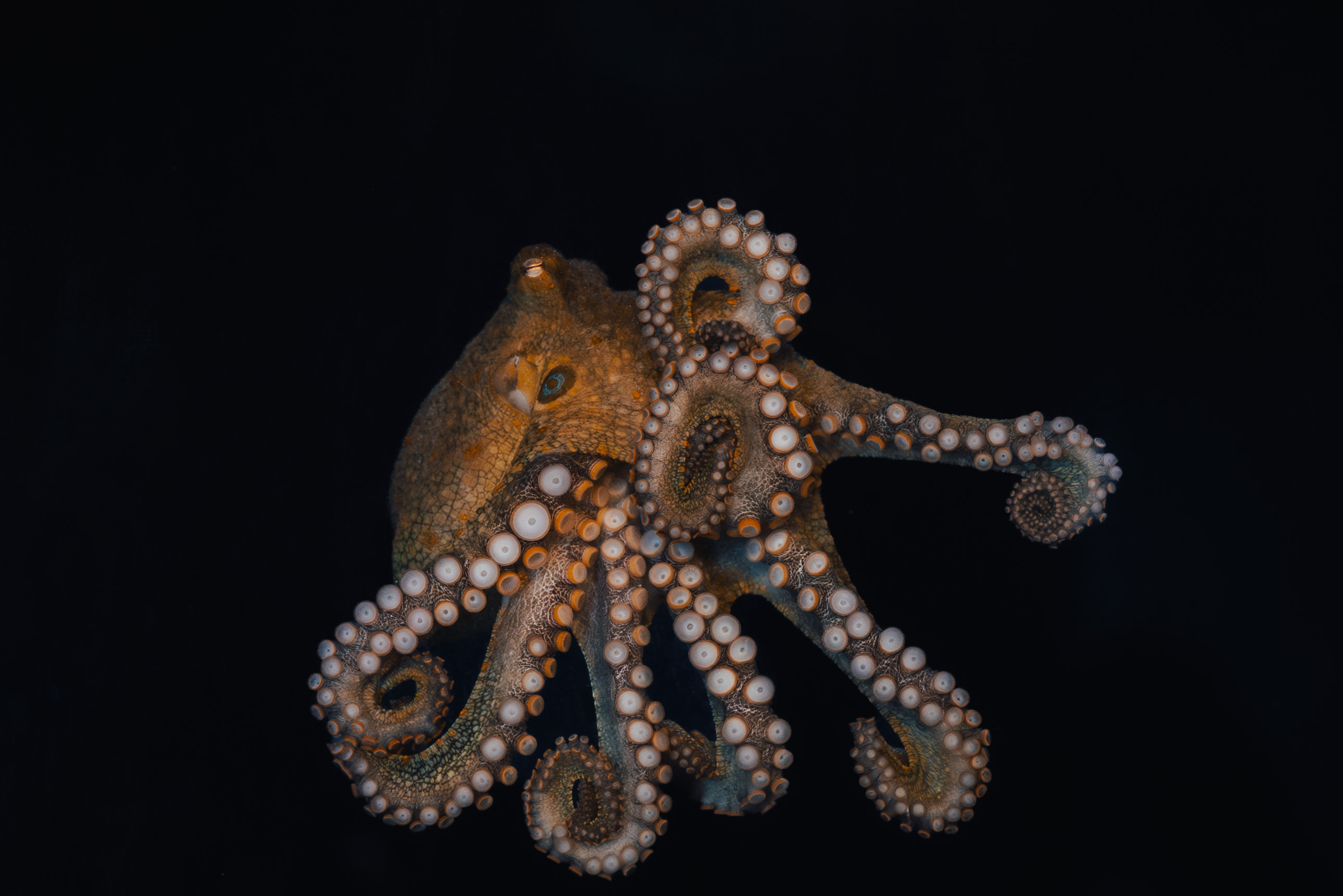 SeaWorld reopens aquarium, with endangered axolotl, camouflaged ...