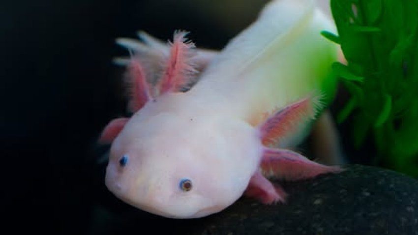 SeaWorld reopens aquarium, with endangered axolotl, camouflaged ...