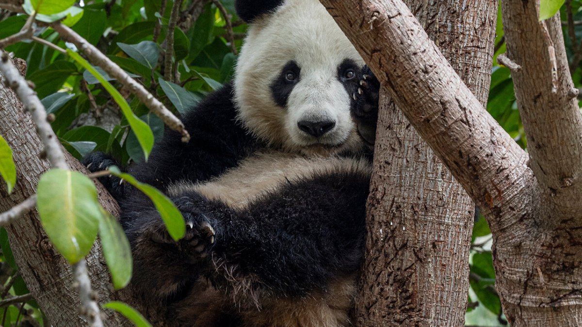 It’s been one year since the Giant Pandas arrived at the San Diego Zoo – NBC 7 San Diego