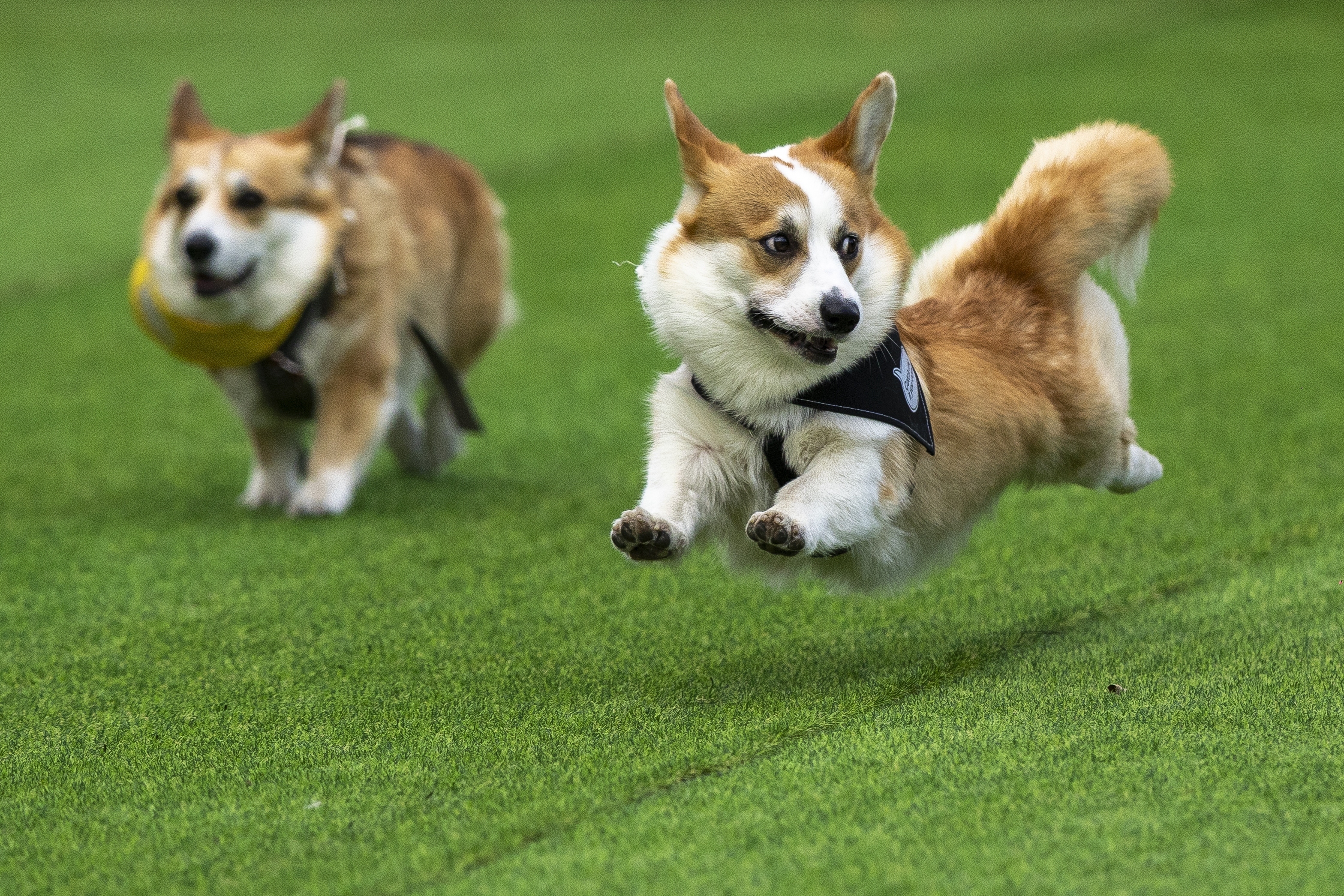 Over 100 teams compete in Lithuania’s international Corgi race – NBC 7 ...