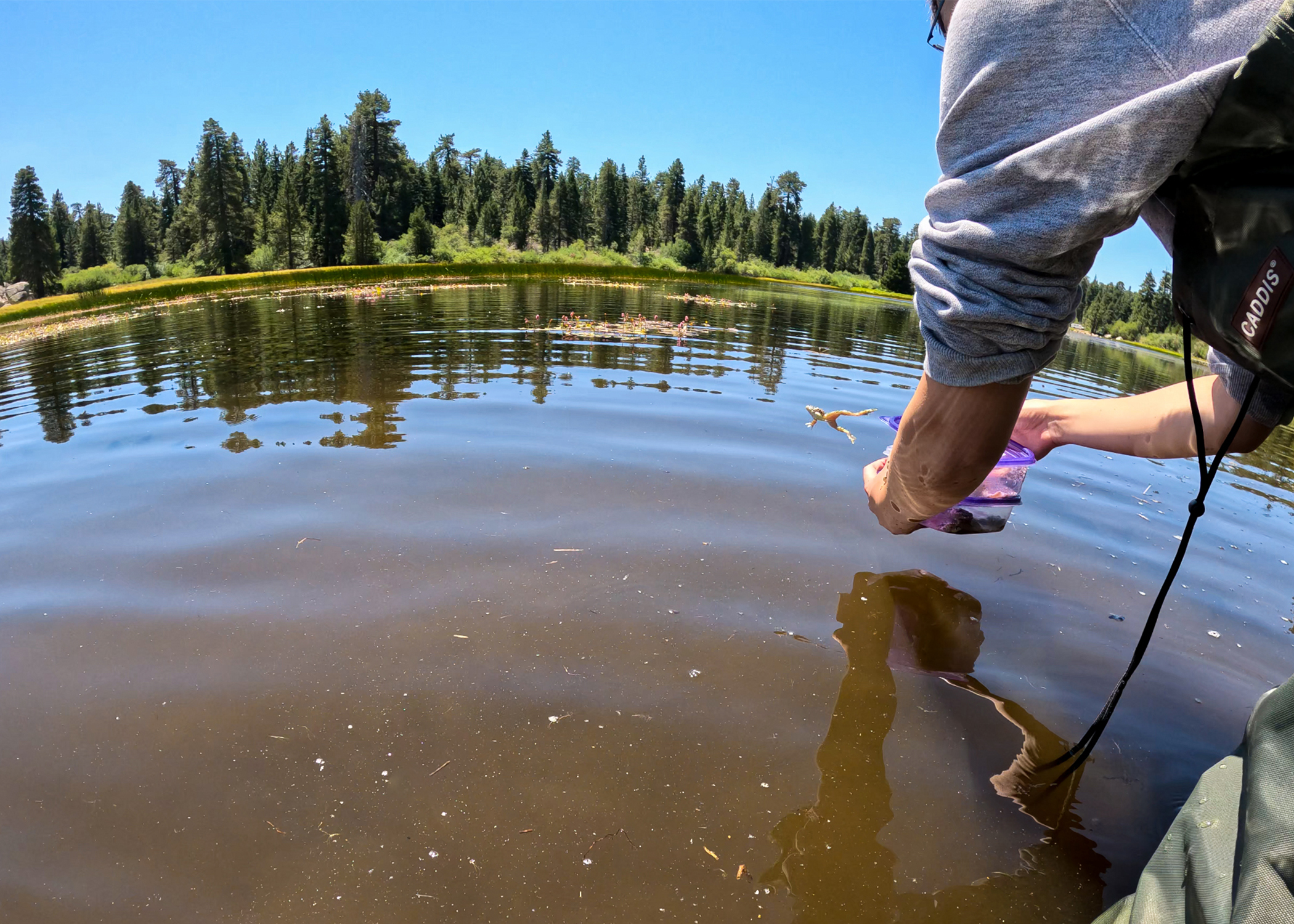 Hundreds of endangered Mountain Yellow-legged Frogs released – NBC 7 ...